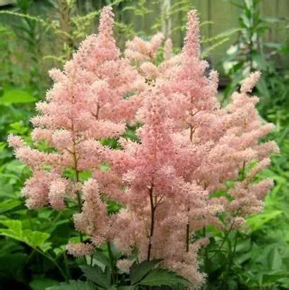 Купить Астильба японская Sister Theresa - Астильба - GardenPlants