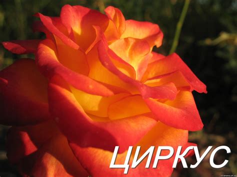 Роза Циркус: фото и описание, уход, отзывы