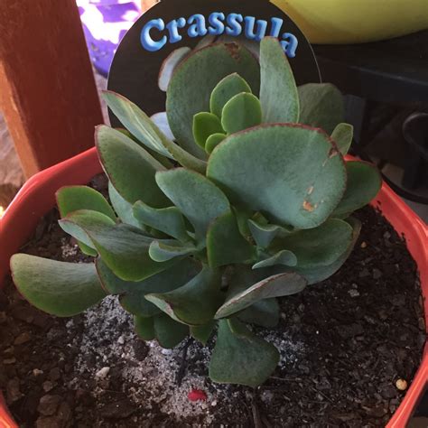Crassula arborescens subsp. undulatifolia 'Bluebird', Crassula ...