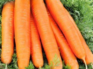Carrot scarlet nantes seeds southern seed exchange – Artofit
