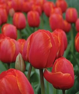 Ad Rem Tulip Bulbs | Garden Seeds and Plants