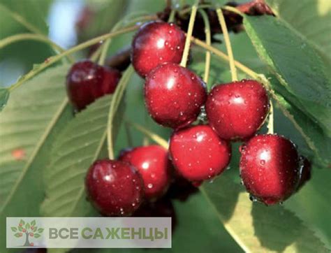 Цена на Черешня Нью Стар (New Star) - купить саженцы