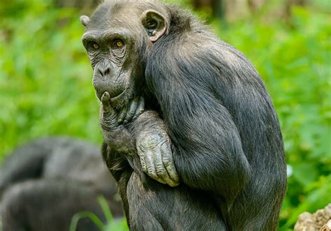 Le Bonobo communique le postérieur en l’air - Parlons peu parlons Science