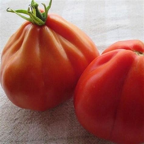 Pomidor rosyjski 'Red Pear' poj. 0.5 L - Sklep Clematisy.pl
