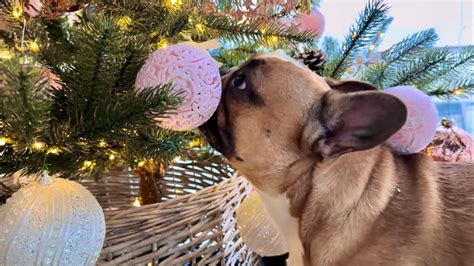 Елисей и феечки 😁 Французский бульдог ищет птичек на елке 🎄🐥🧚‍♀️ - YouTube