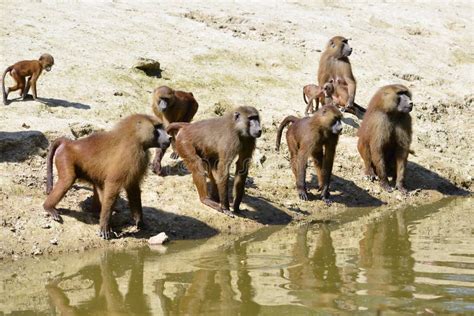 Groep bavianen stock foto. Image of zoogdier, bruin, dier - 53232014