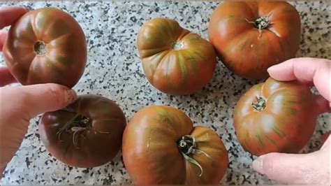 Шоколадный полосатый 🍅🍅😍😍 - YouTube