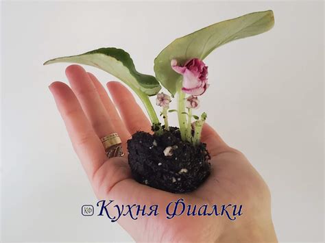 ФИАЛКИ В БЕЛАРУСИ, СТРЕПТОКАРПУСЫ В БЕЛАРУСИ ЦЕНА, СТРЕПТОКАРПУСЫ В ...