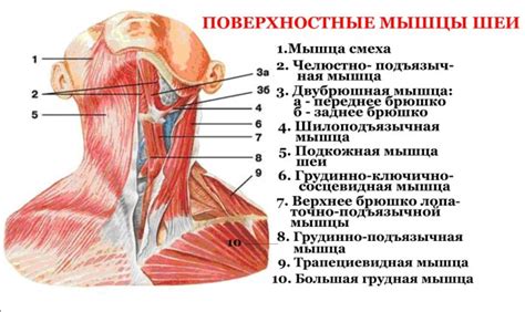 Различные способы расслабления мышц шеи и плеч - ksvety.com - Говорит ...