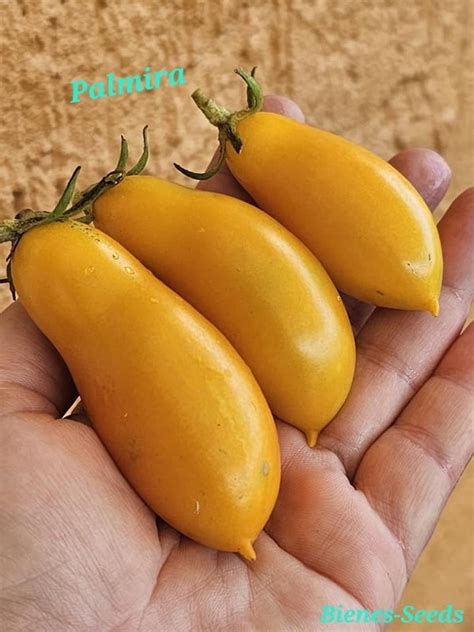 Palmira - Bienes-Seeds