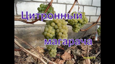 Виноград Беларуси. Лидчина . Сорт винограда -Цитронный магарача. - YouTube