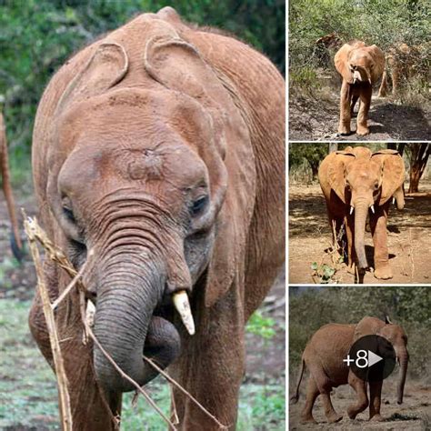 Rescuing Elerai: A Tale of Hope Amidst Adversity