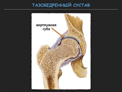 Визуализация тазобедренного сустава