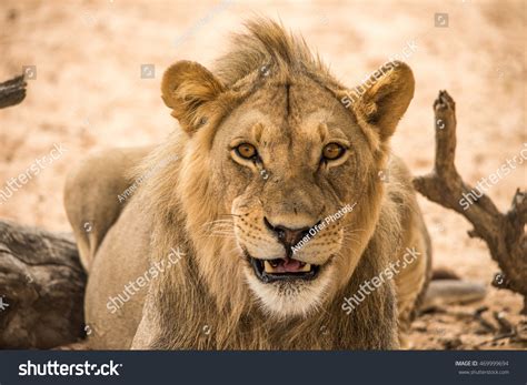 6,461 Smiling Lion Stock Photos, Images & Photography | Shutterstock