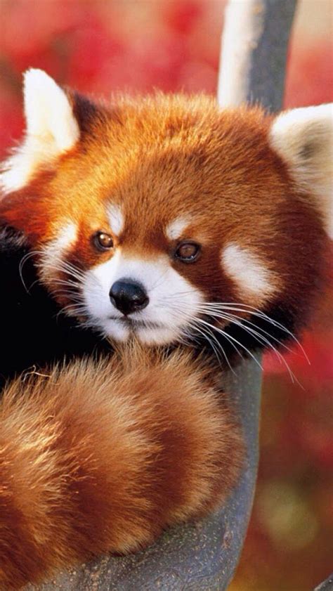 Red Panda | Red panda, Red panda cute, Cute animals