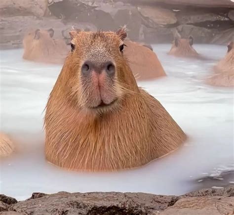 bald capybara - Создать мем - Meme-arsenal.com