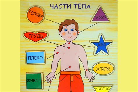 Урок по теме «Тело человека» с презентацией - Педагогический портал «О ...