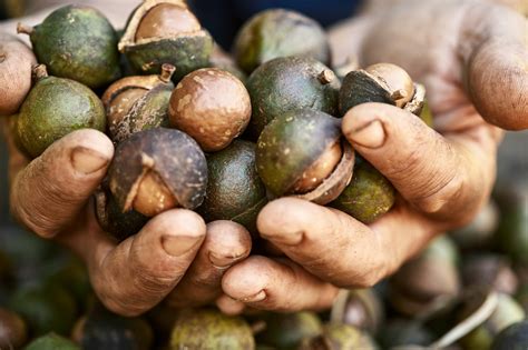 The Australian macadamia trade is loopy about sustainability | Dial a ...