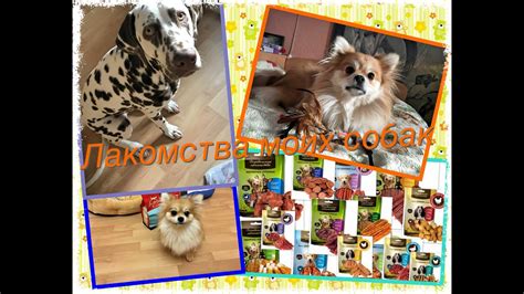 Лакомства моих собак - YouTube