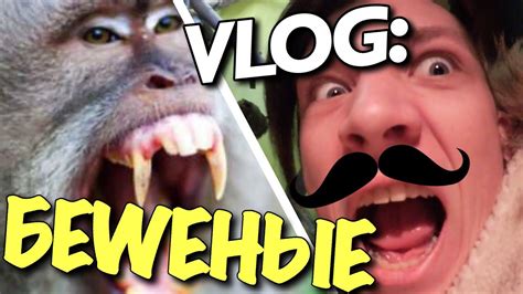 VLOG: Бешеные макаки / Андрей Мартыненко - YouTube