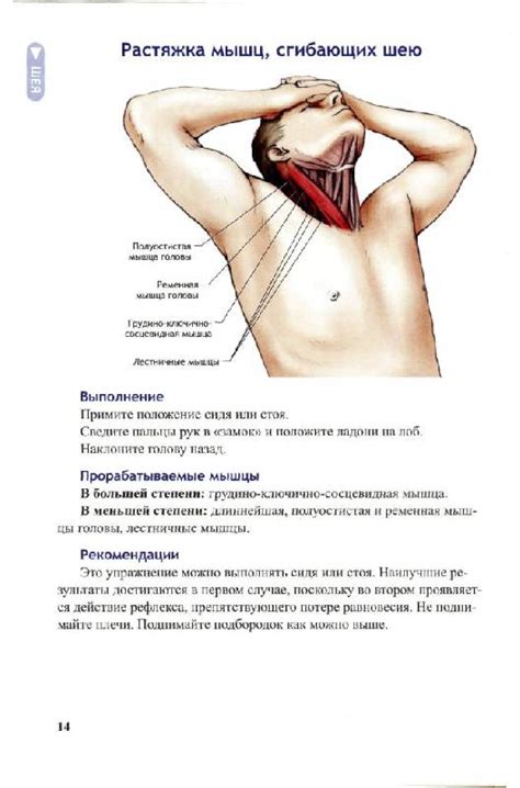 Книга: Анатомия упражнений на растяжку - Нельсон, Кокконен. Купить ...