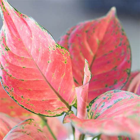 Aglaonema Red Zirkon x 6 | YouGarden