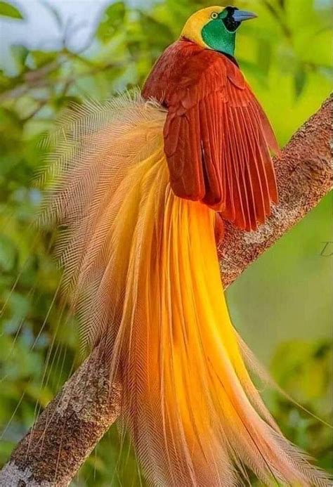 Greater Bird of Paradise - Большая райская птица (лат. Paradisaea apoda ...