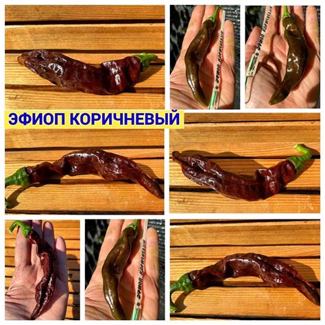ЭФИОПСКИЙ КОРИЧНЕВЫЙ (ETHIOPIAN BROWN) - шоколадный перец, острый