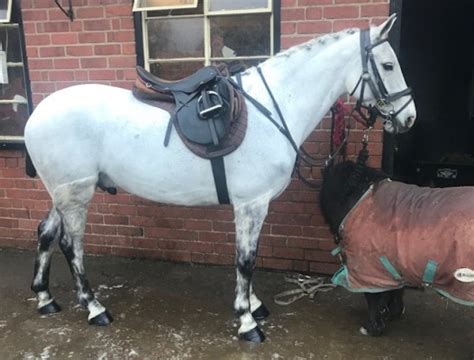 Hunting Pony