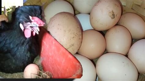 Для хорошей яйценоскости кур достаточно дать ЭТО 1 раз в месяц ...