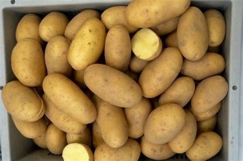 Картофель Королев Анна: Сорт высокой урожайности и отличного вкуса