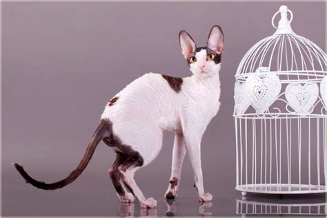 Корниш-рекс: фото, цена, описание породы, купить котят, питомники