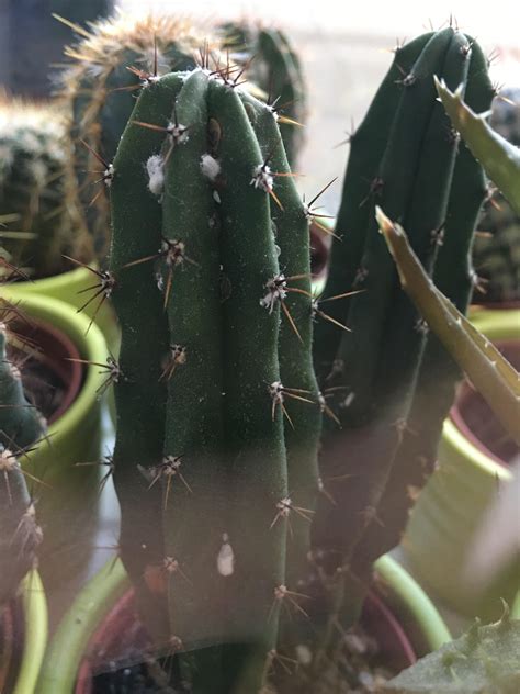 cactus - Белые и коричневые пятна на кактусах - kzen.dev