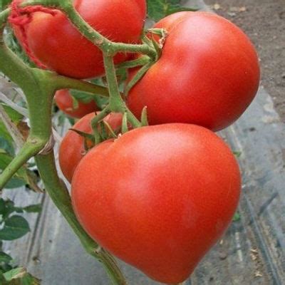 Купить Томат "Гавриш" Большая мамочка 0,1 г в Онсад.ру с доставкой Почтой