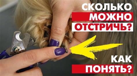 Когти у собак - сколько можно отстричь? Лучшее видео по стрижке когтей ...