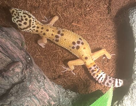 Morph Identification Please - Leopard Geckos - MorphMarket Reptile Community