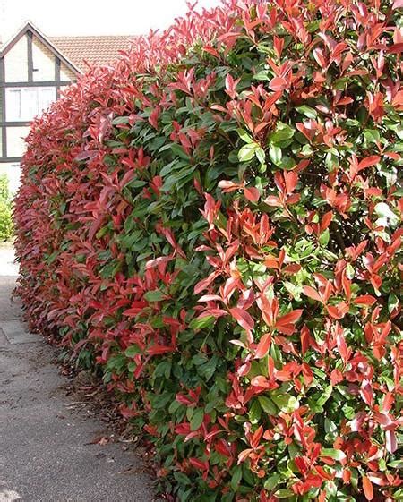 Фотінія Фразера Red Robin 2 річна, Фотиния Фразера Ред Робин, Photinia ...