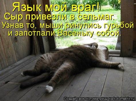 Котоматрица новая и прикольная (37 фото)