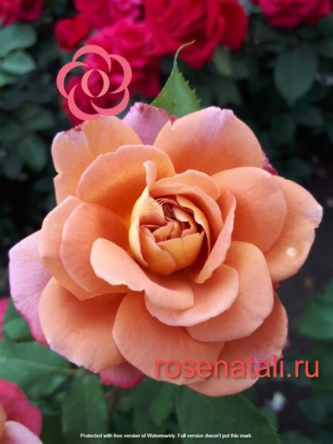 Brownie (Брауни) Boerner США, 1959 ⋆ rosenatali.ru