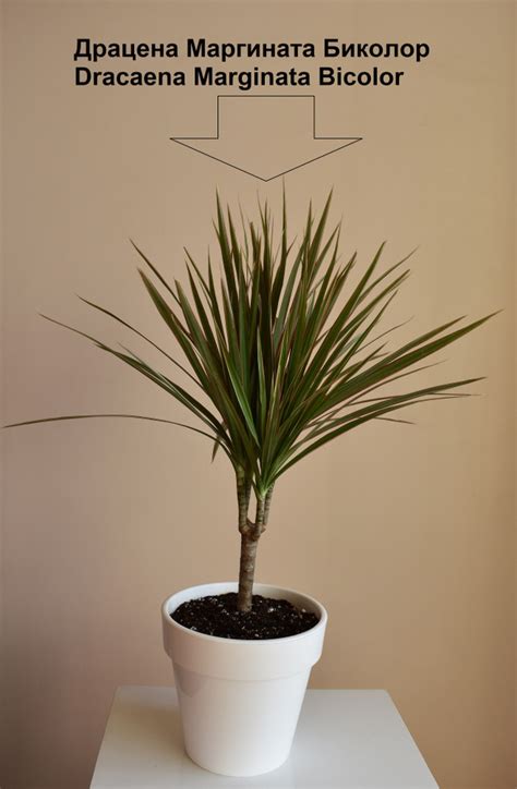 Драцена Маргината Dracaena Marginata окаймленная d24, 24 дм, 1 шт ...
