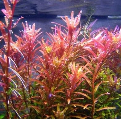 Ротала Хра (rotala H’Ra) 3 ветки – AQUARIUM 38