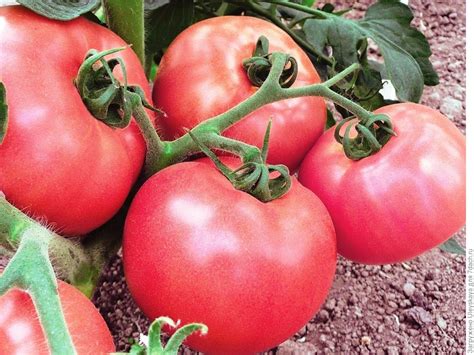 Розовые и малиновые томаты: 16 отменных салатных сортов. Описание, фото