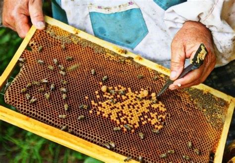 Пчеловодство для начинающих: с чего начать