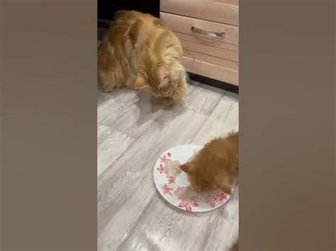 Первый прикорм котят, мама главный дегустатор #kitten #мейнкун #котята ...