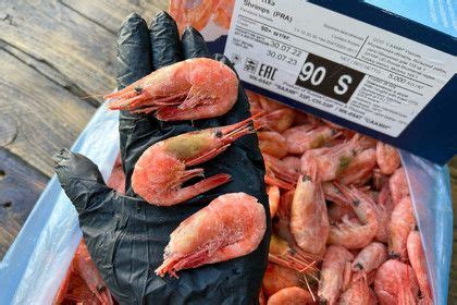Креветки и лангустины — купить варено-мороженные креветки и ...