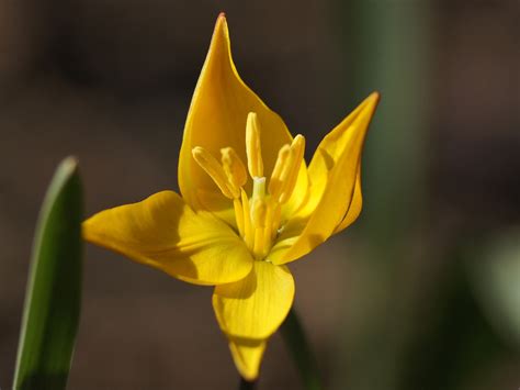 Tulipa biebersteiniana - Изображение особи - Плантариум