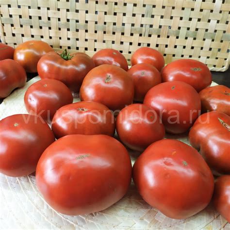 Купить семена томата сорт Гном Смех Кукабарры
