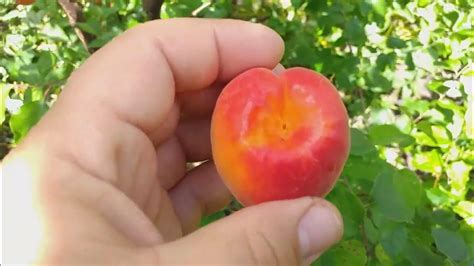 Ранние сорта абрикоса Приция (apricot Pricia)и Вондер Кот (apricot ...