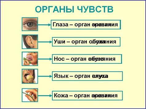 Пять органов чувств у человека: сколько их, как беречь, основные ...