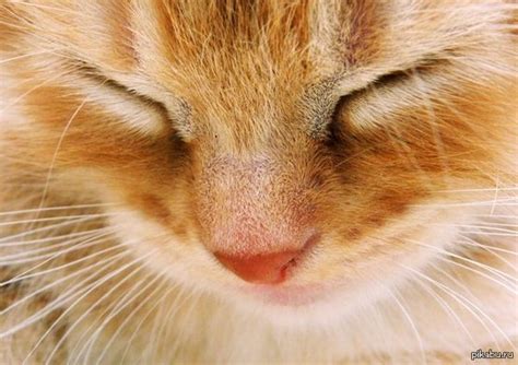 котик | Пикабу